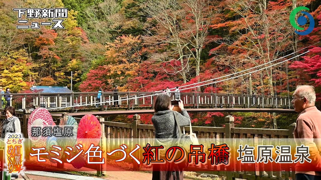 色彩きらめく「紅の吊橋」 塩原温泉街で紅葉見頃 和傘設置、26日までライトアップも｜Movemate（ムーブメイト）｜下野新聞社