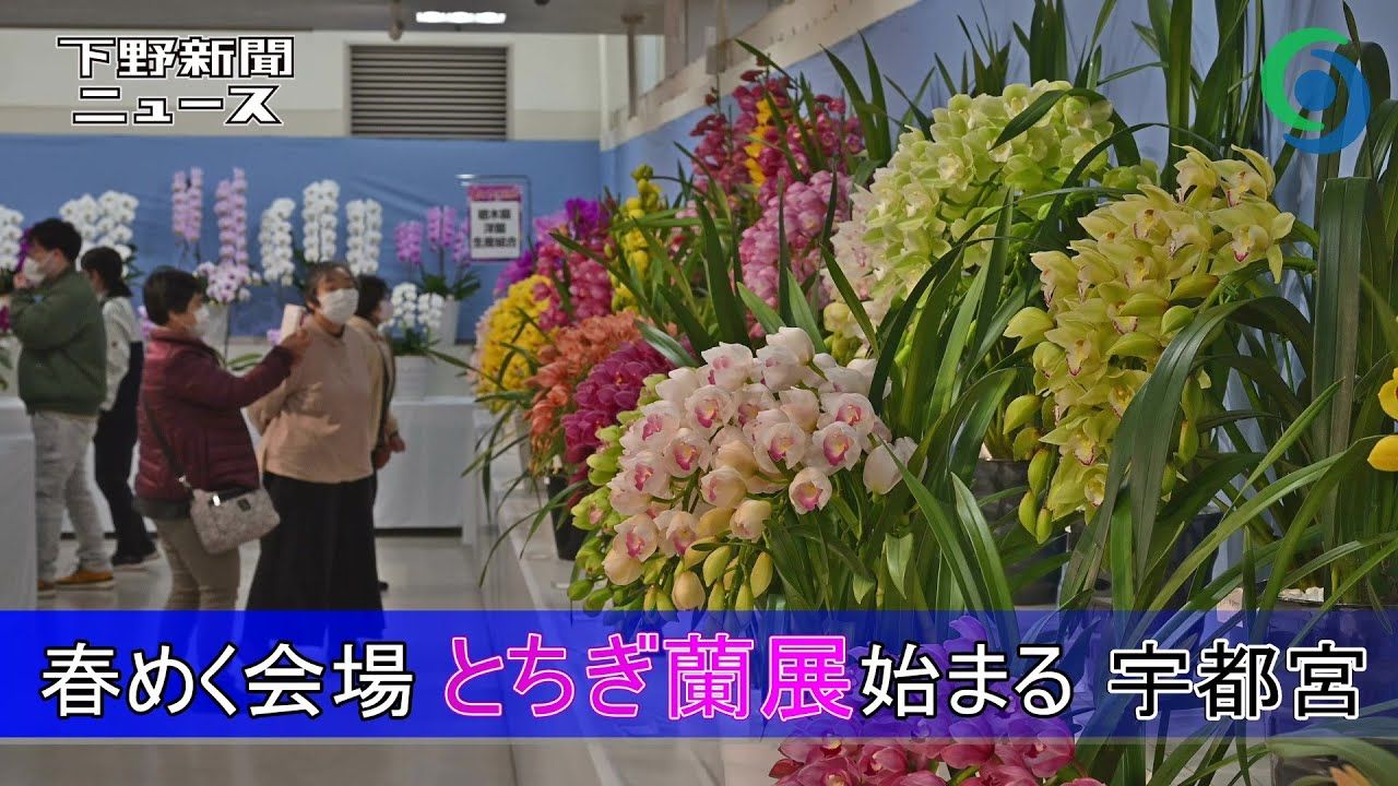 春めく会場、香り高く FKD宇都宮店でとちぎ蘭展 500品種の鉢植え1万点以上展示｜Movemate（ムーブメイト）｜下野新聞社